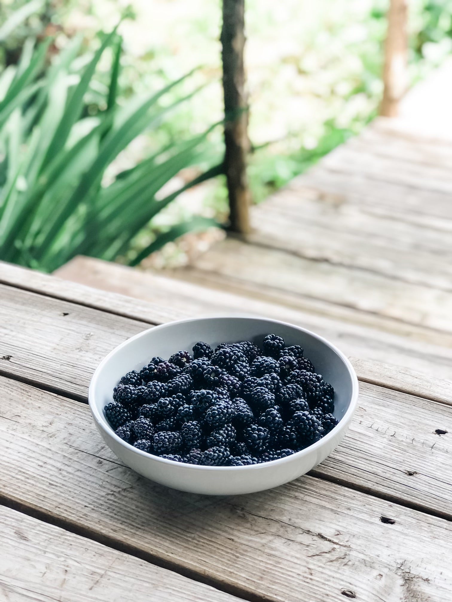 Pre-Pick – Liberty Blueberry Farms